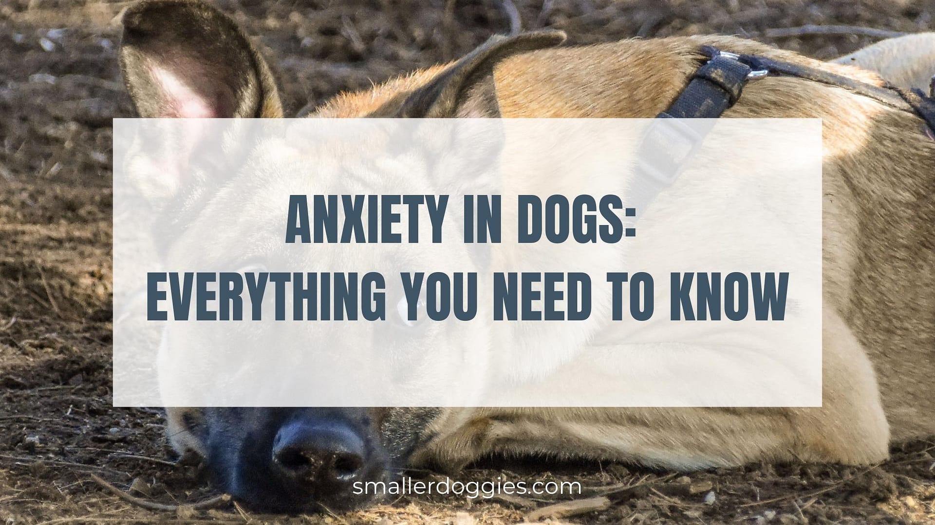 Anxiety In Dogs: Everything You Need To Know | Smaller Doggies