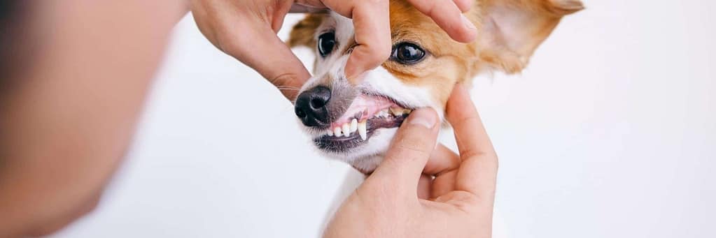 Brushing Your Dog's Teeth: A Quick Guide | Smaller Doggies