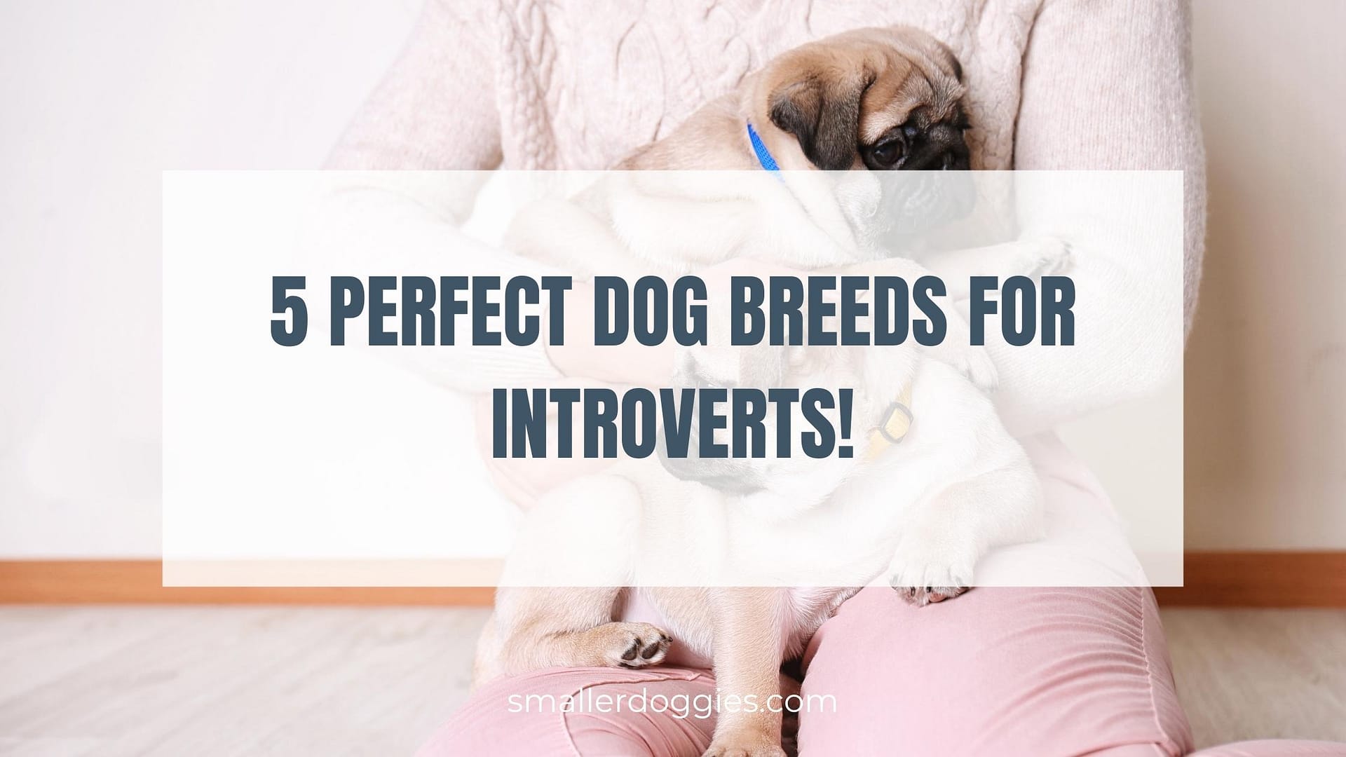 5 Perfect Dog Breeds For Introverts! | Smaller Doggies