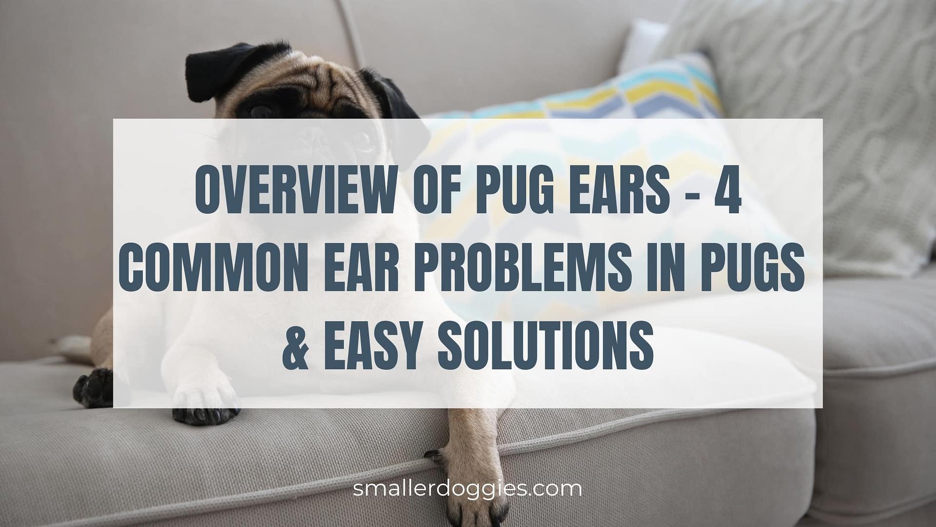 Overview Of Pug Ears - 4 Common Ear Problems In Pugs & Easy Solutions ...