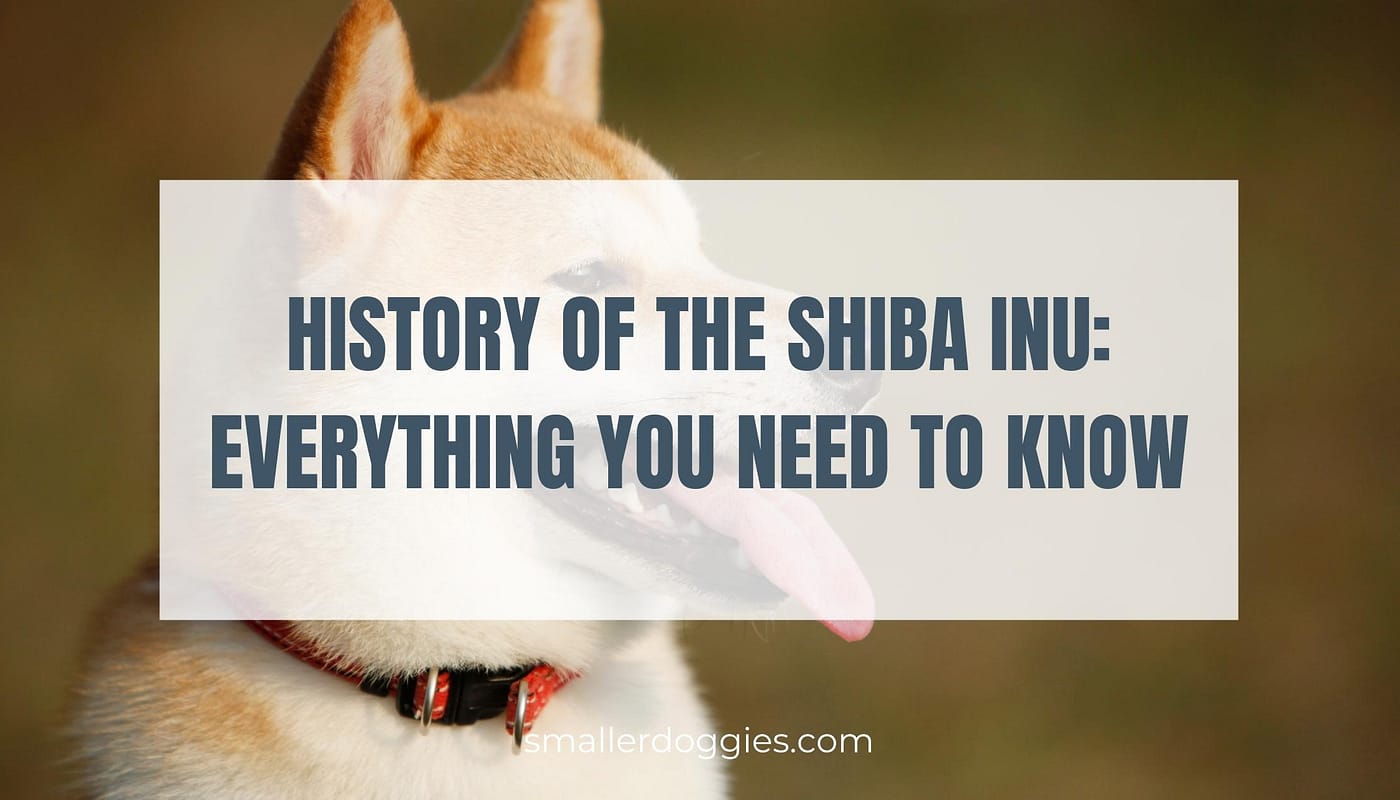 History Of The Shiba Inu: Everything You Need To Know | Smaller Doggies