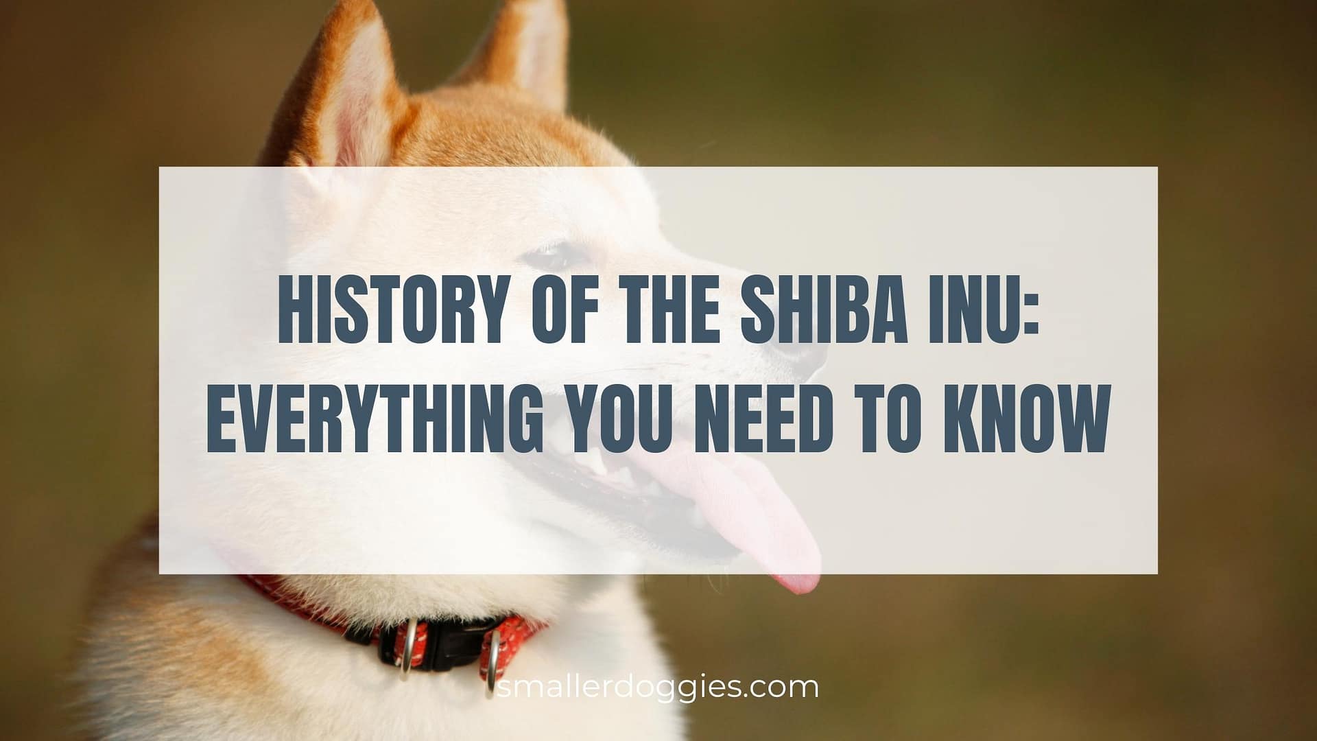 History Of The Shiba Inu: Everything You Need To Know | Smaller Doggies