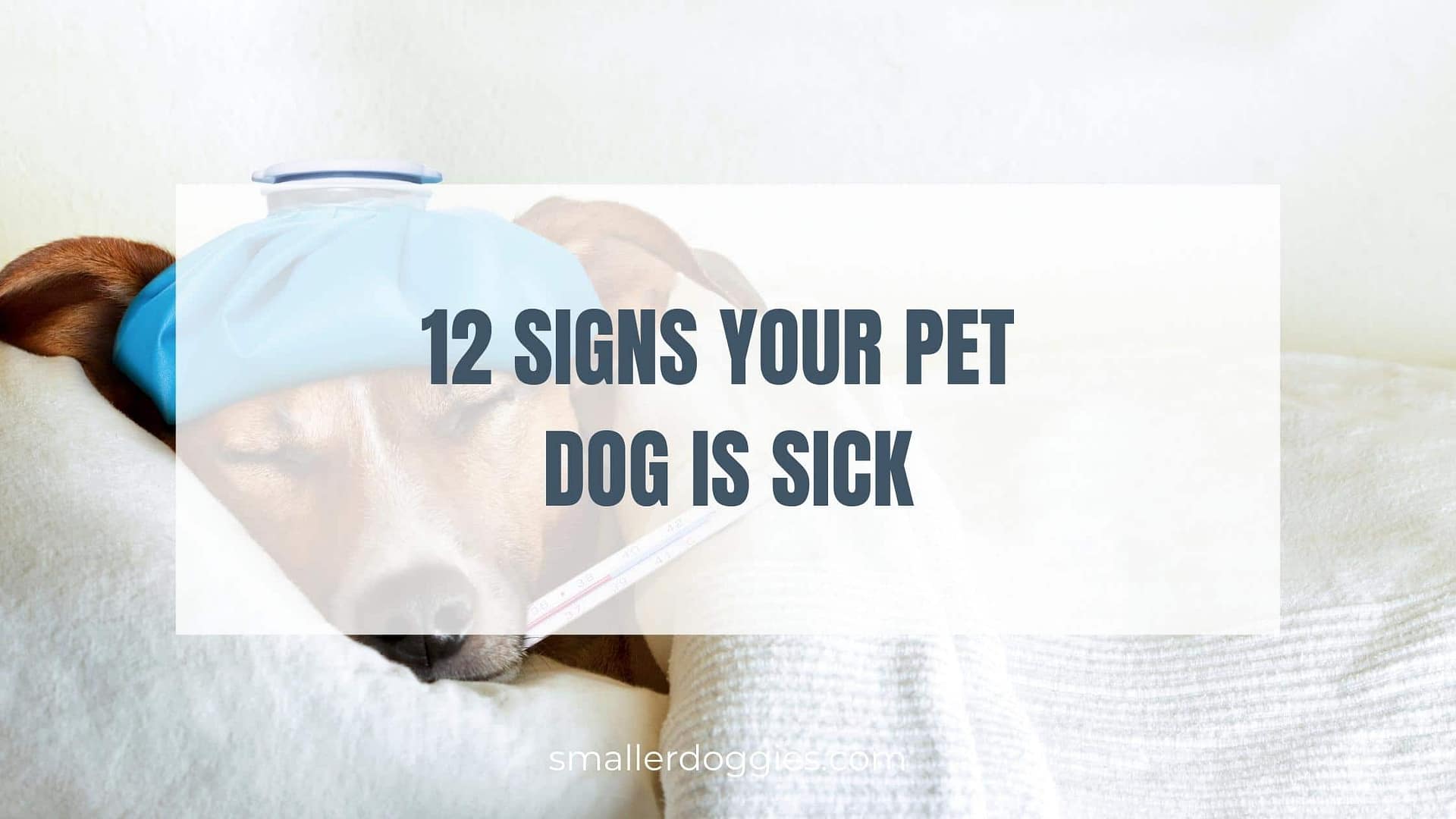 12 Signs Your Pet Dog Is Sick | Smaller Doggies